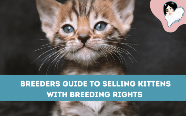 How Will Your Kittens Get To Their New Homes?