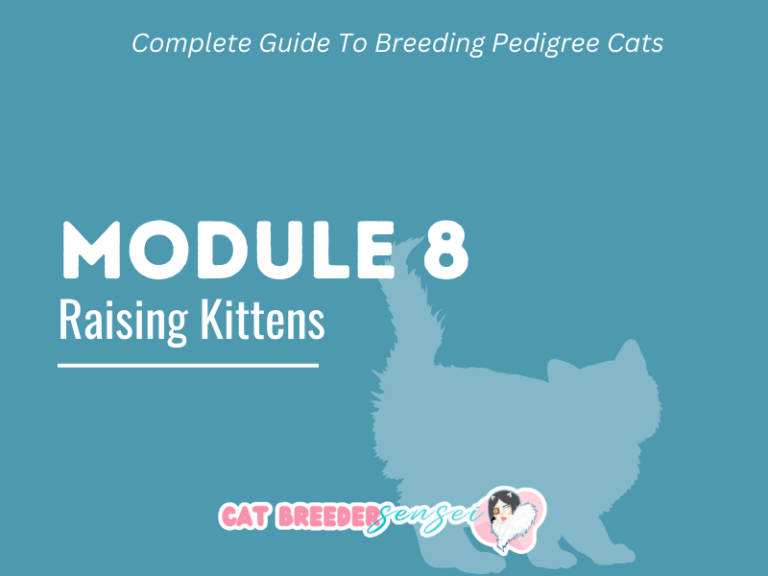 Complete Guide to Breeding Pedigree Cats