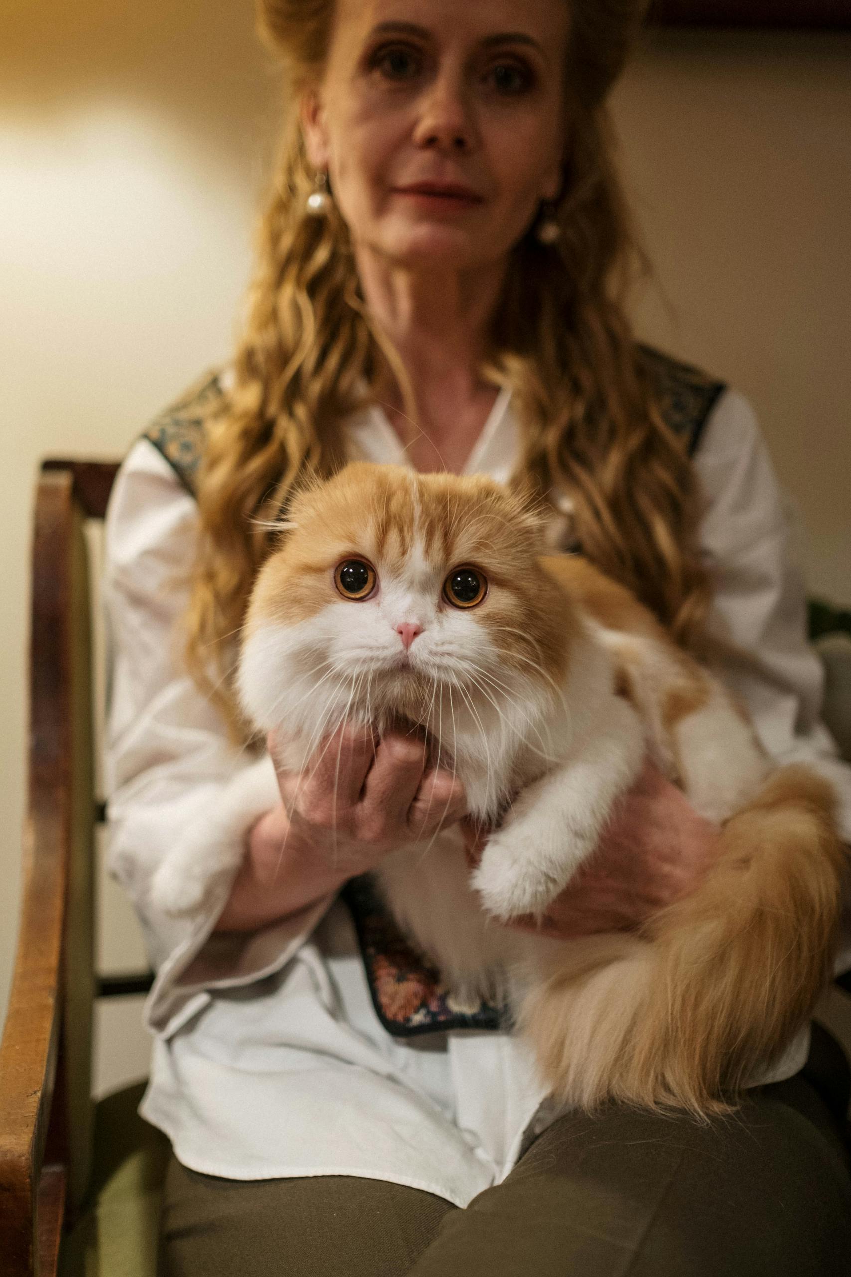 How to Start a Breeding Cattery